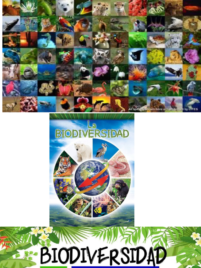Bio Divers I Dad | PDF