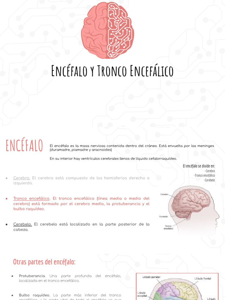 Encefalo y Tronco Encefalico | PDF | Cerebelo | Cerebro