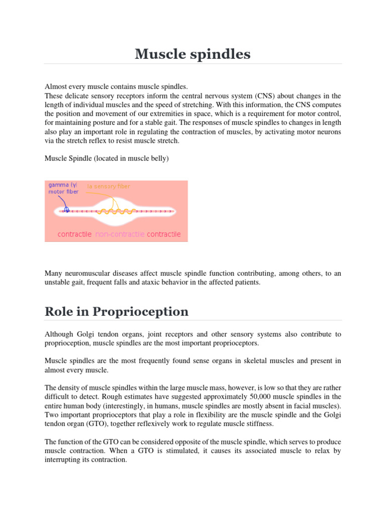 Understanding Muscle Spindles | PDF | Neuroanatomy | Nervous System