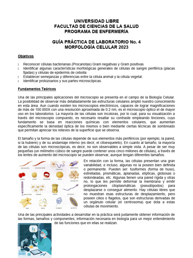 GUÍA PRÁCTICA LAB Morfología celular | PDF | Biología Celular) | Microscopio