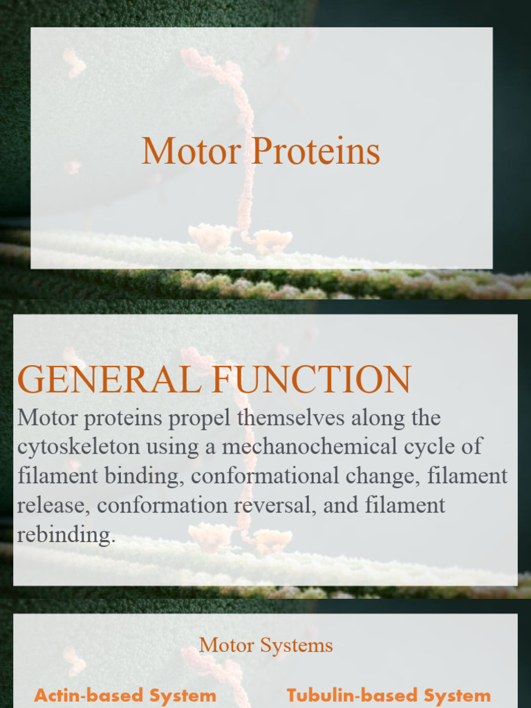 Functions of Motor Proteins in Cells | PDF | Microtubule | Cell Anatomy