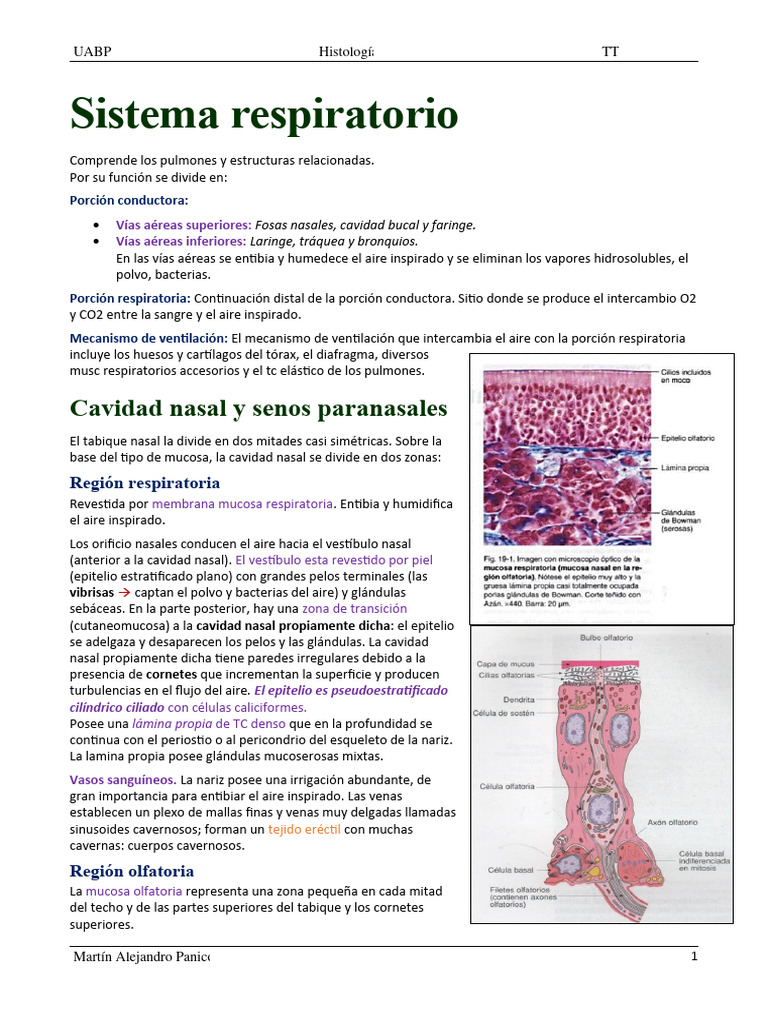 UABP 4. Sistema Respiratorio | PDF | Epitelio | Pulmón