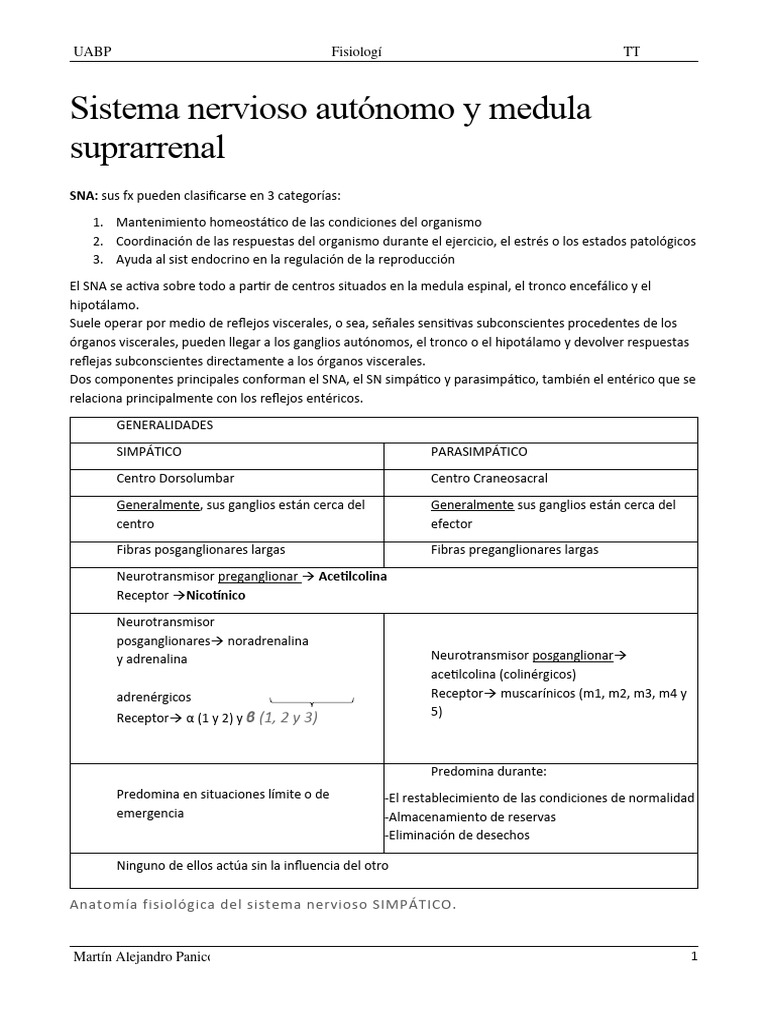 UABP 1. SNA y Médula Suprarrenal | Descargar gratis PDF | Norepinefrina | Nervio