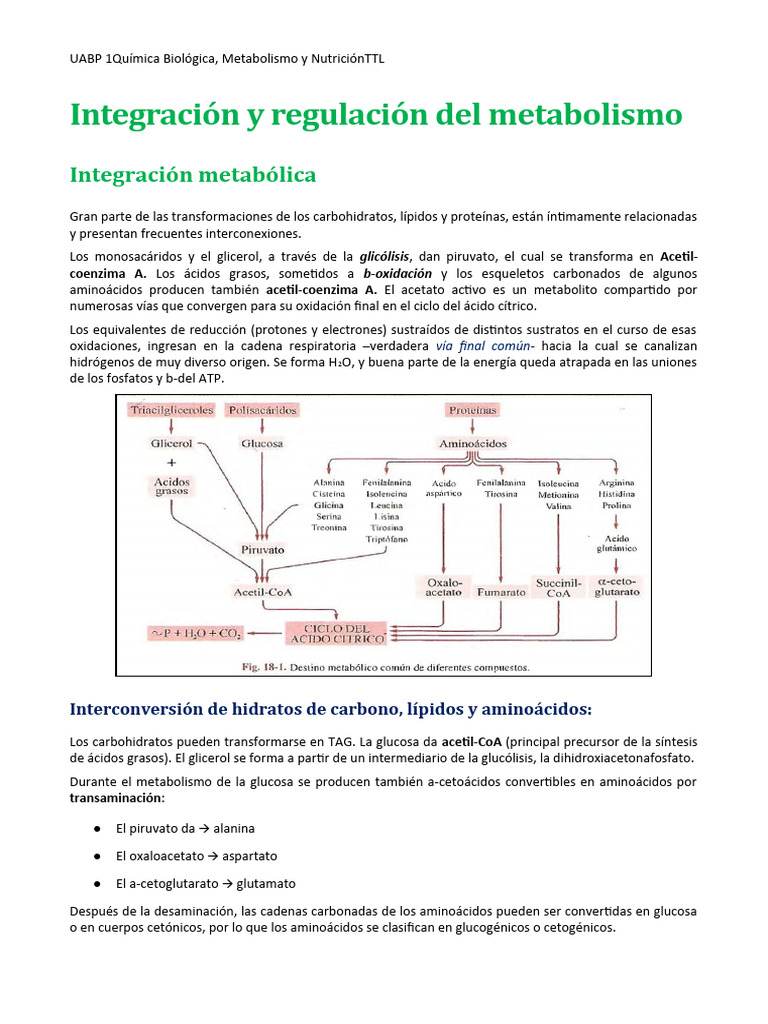 UABP 1. Integración y Regulación Del Metabolismo | PDF | Trifosfato de ...