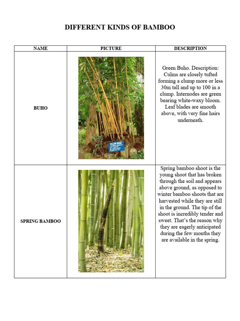 Types and Varieties of Bamboo | PDF | Bamboo | Leaf