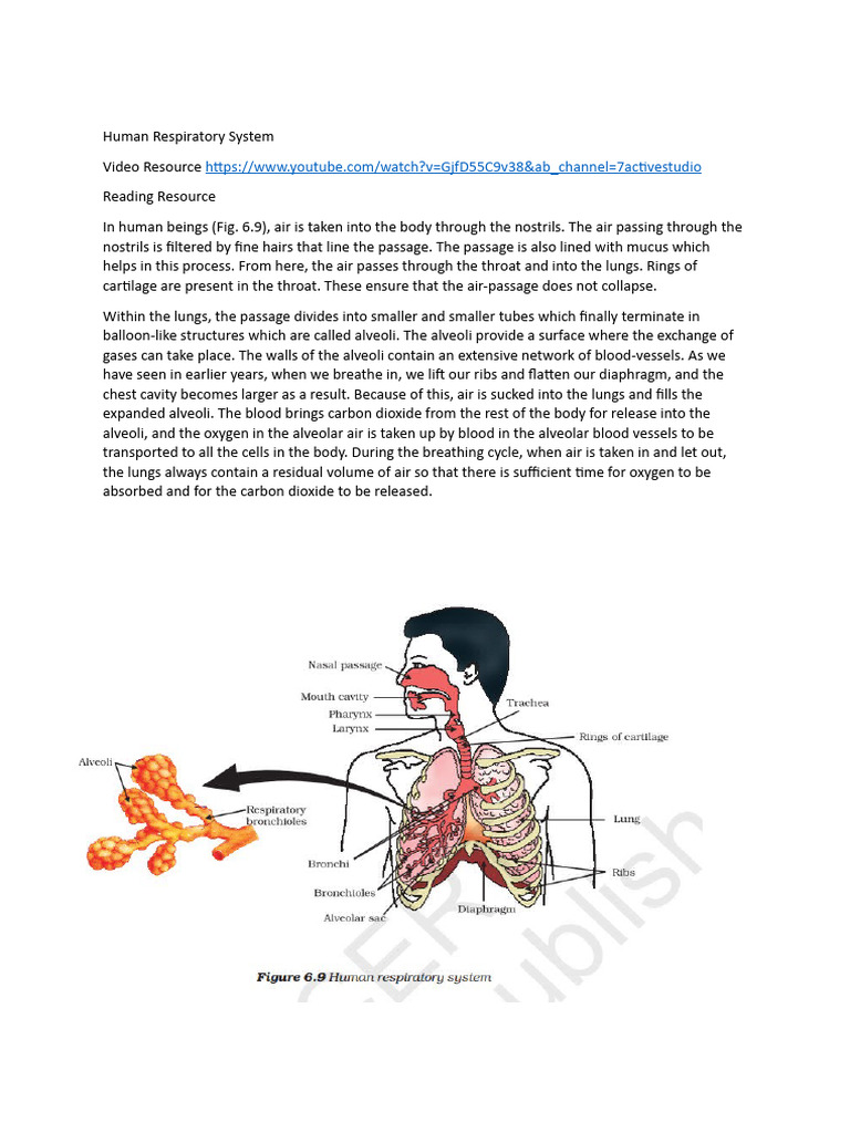 Human Respiratory System | PDF