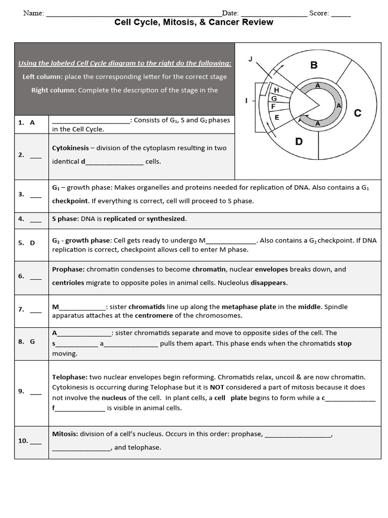 Cell Cycle, Mitosis Worksheet | PDF | Mitosis | Cell Cycle