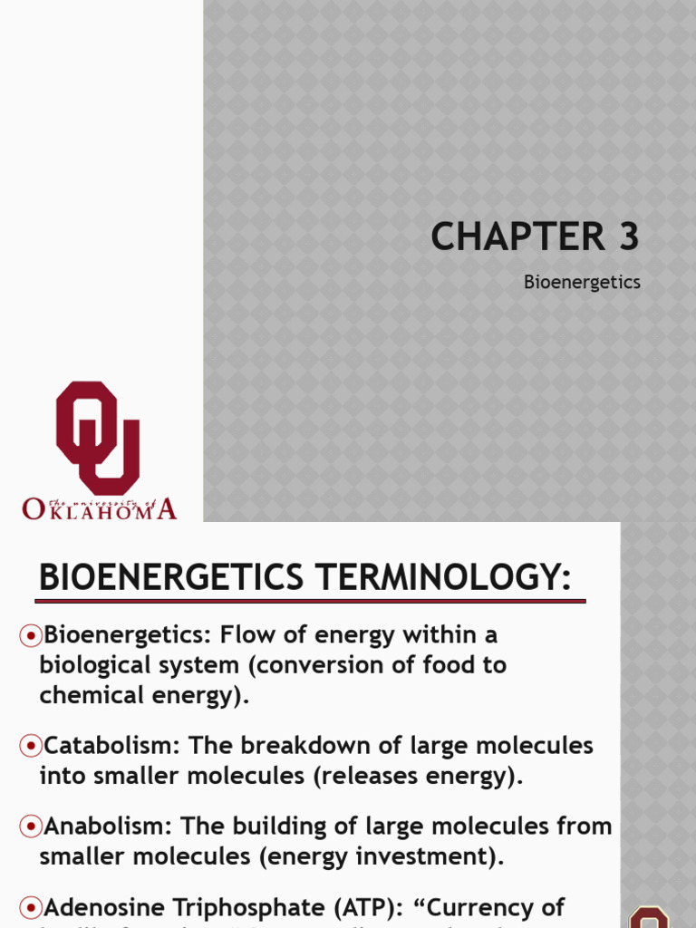 CH 3 - Bioenergetics | PDF | Glycolysis | Citric Acid Cycle