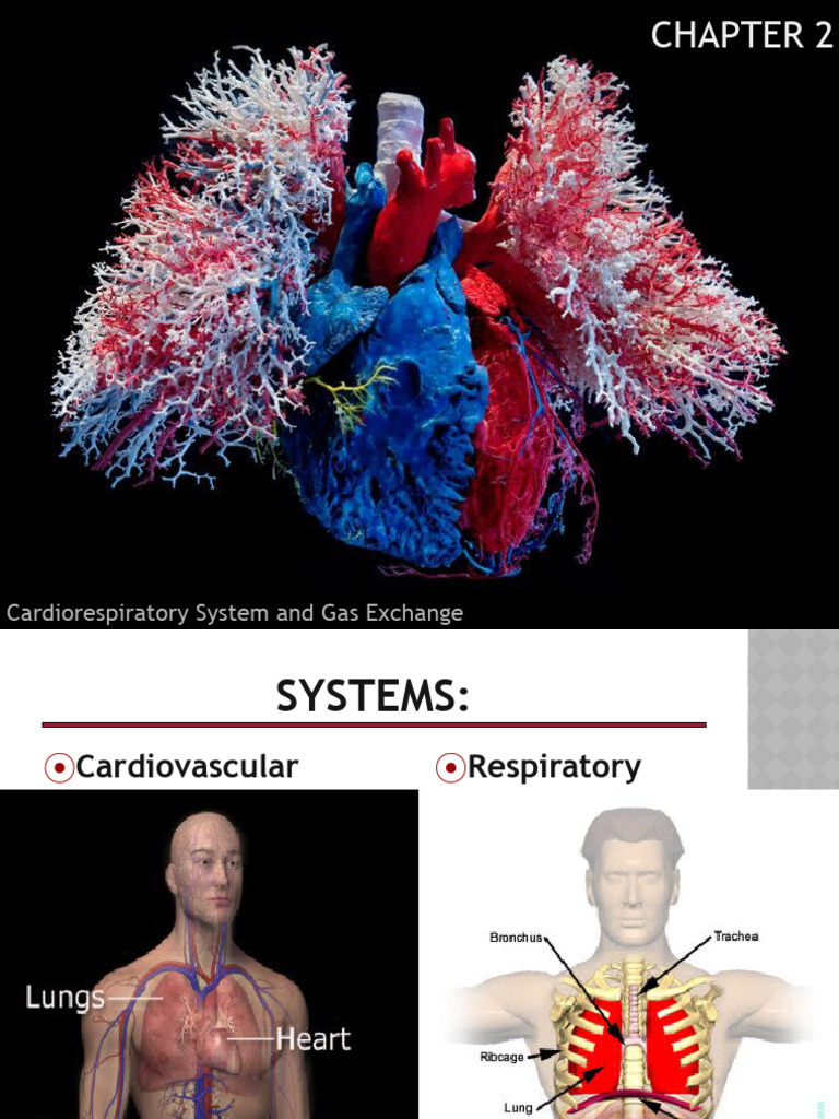CH 2 - Cardiorespiratory System and Gas Exchange | PDF | Respiration ...