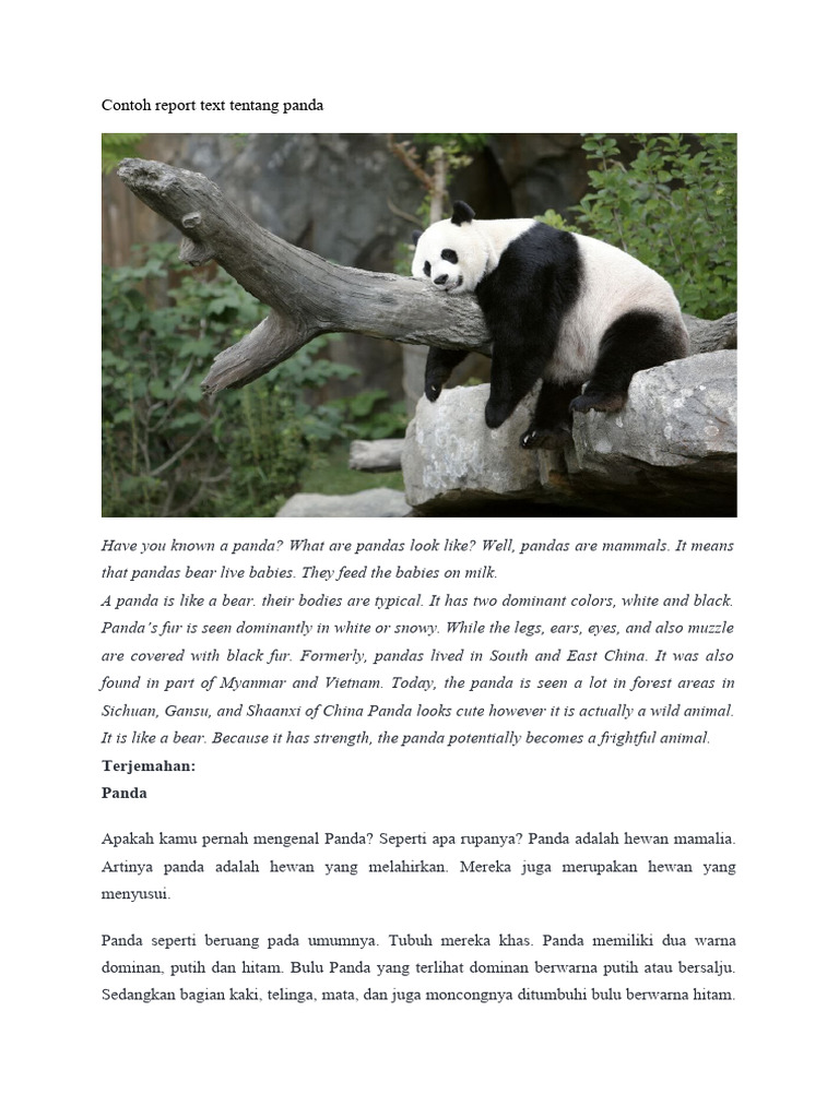 Contoh Report Text Tentang Panda Materi Kelas 9 | PDF