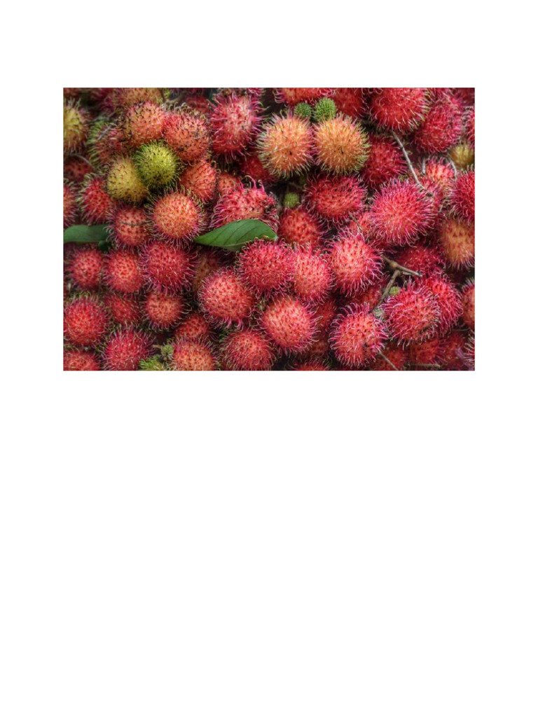 RAMBUTAN | PDF