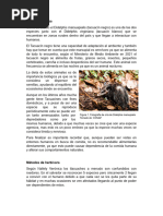 Biología del Didelphis marsupialis | PDF | Habitat | Mamíferos