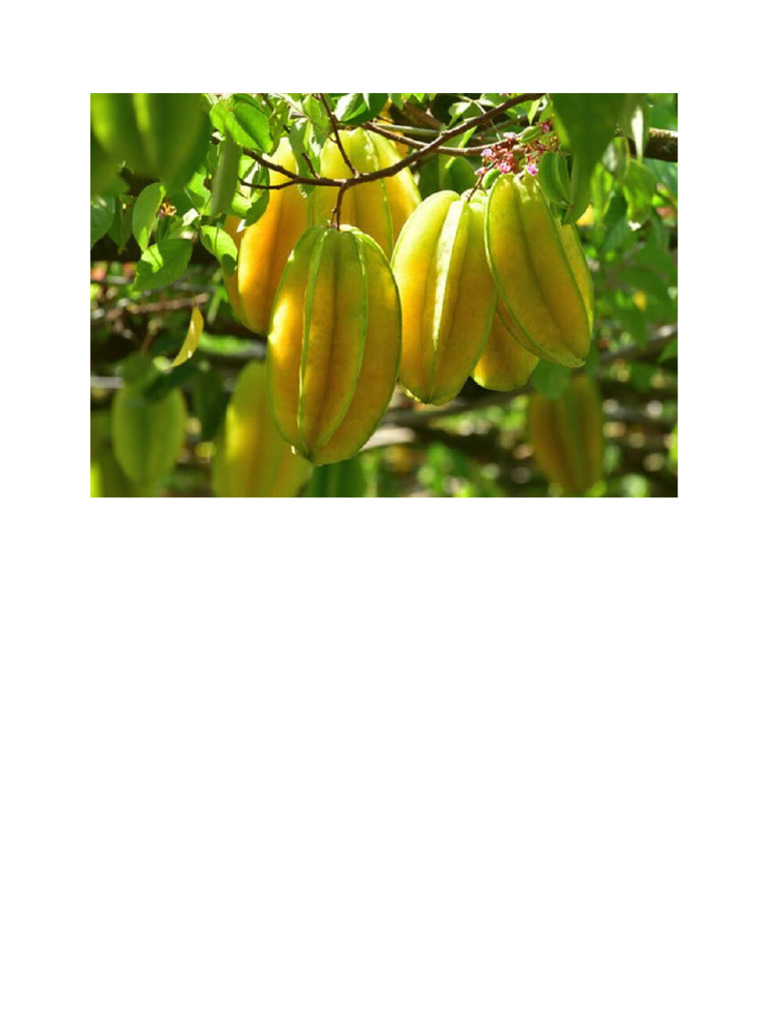 Pohon Belimbing | PDF