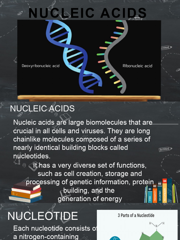 Nucleic Acids | PDF | Science & Mathematics