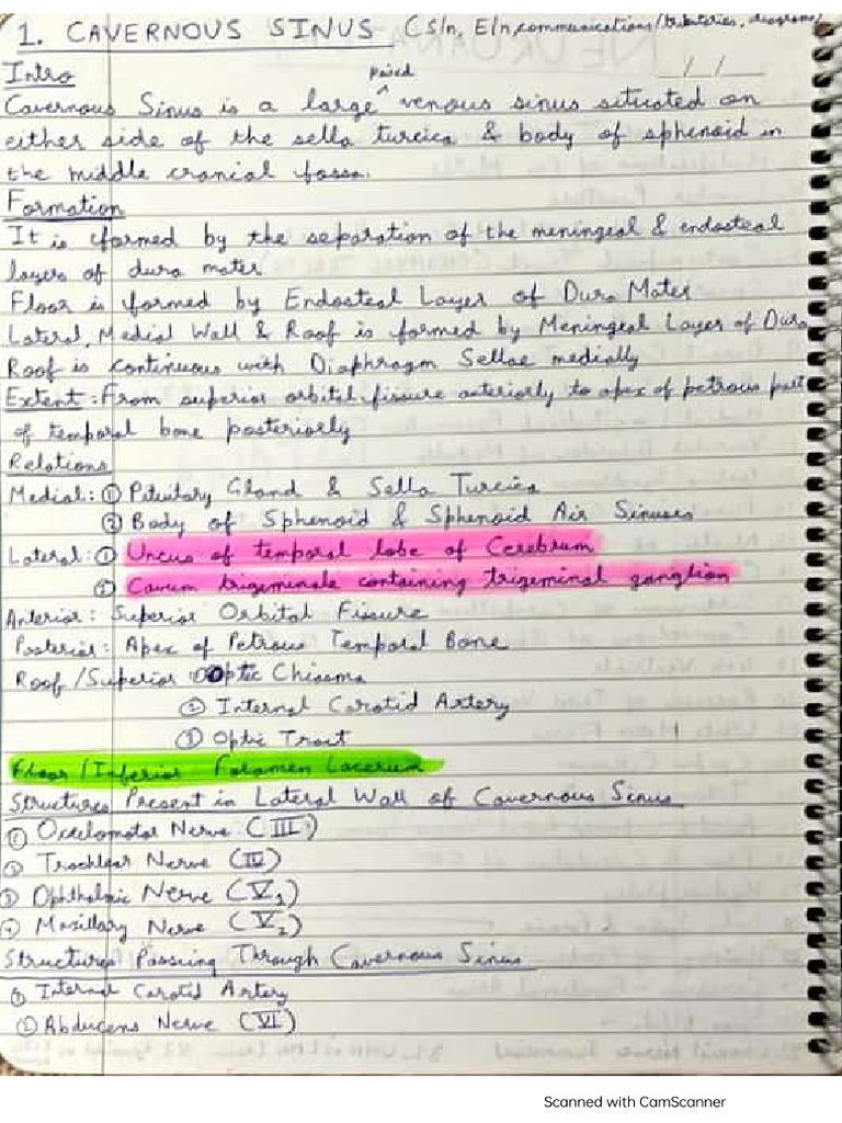 Neuroanatomy Notes | PDF