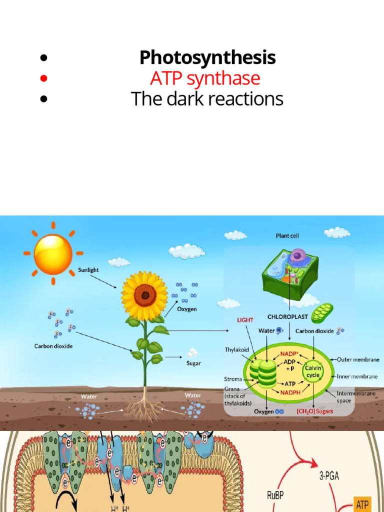 Photosynthesis-ATP Synthase & Dark Reaction | Download Free PDF | Photochemistry | Biochemistry