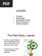 Leaf Dichotomous Key | PDF | Leaf | Branches Of Botany