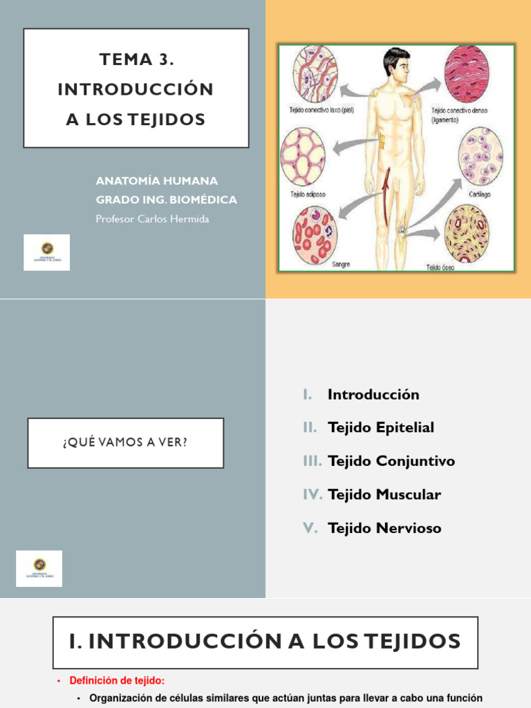 Introducción A Los Tejidos | PDF | Epitelio | Hueso