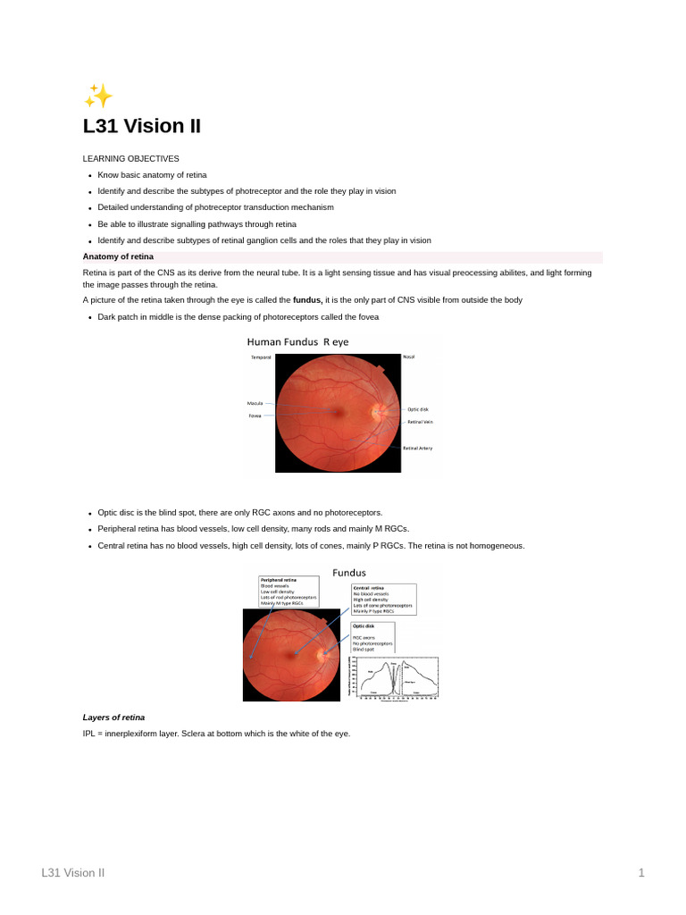 L31 Vision II | PDF | Retina | Visual Perception