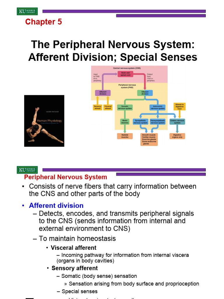 Afferent Division of the PNS Explained | PDF | Stimulus (Physiology ...