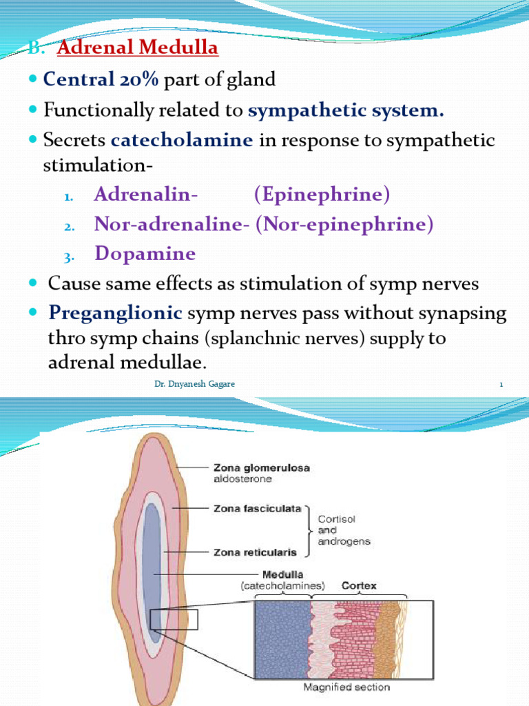 Adrenal Medulla - Dr. Gagare DB | PDF | Adrenal Gland | Physiology