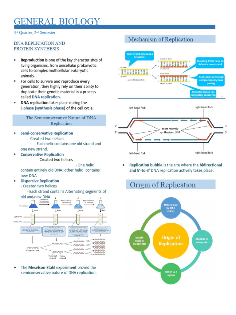 Dna Replication and Protein Synthesis | PDF | Translation (Biology) | Rna