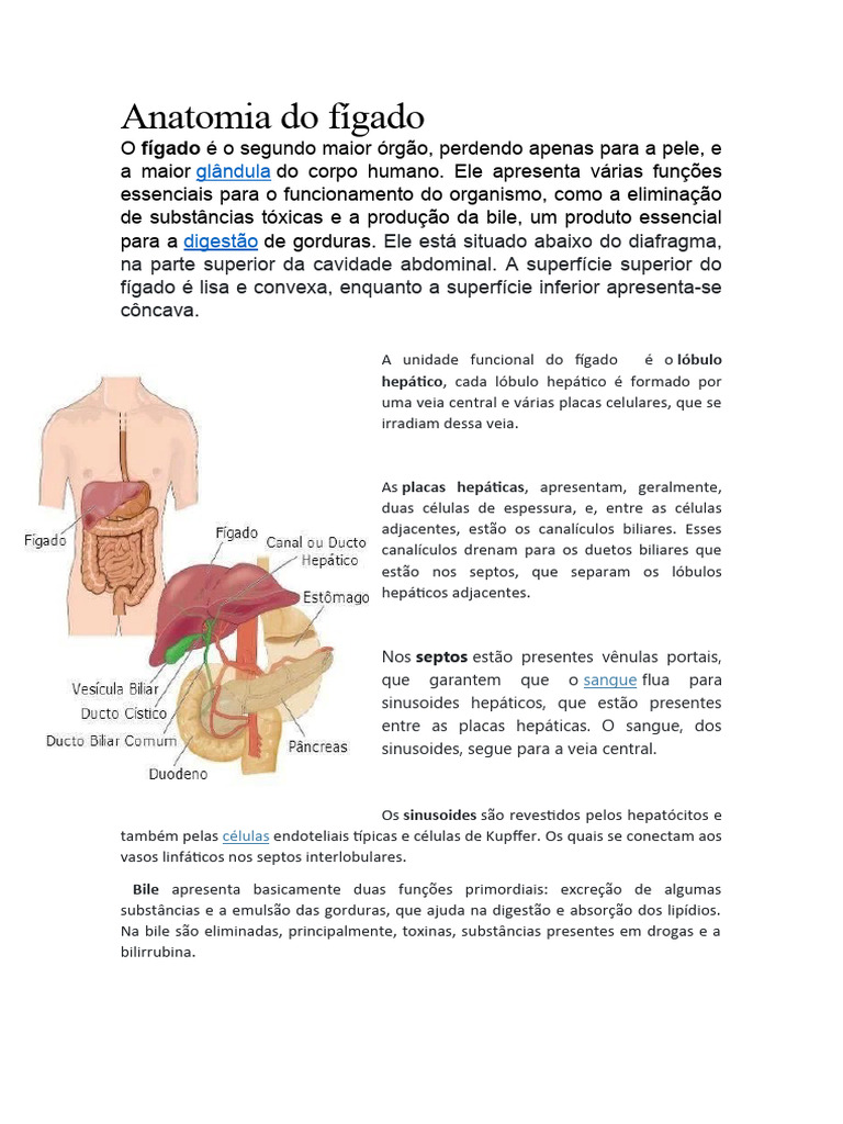 Lobulos Da Anatomia Do Figado Fígado: Características Gerais,