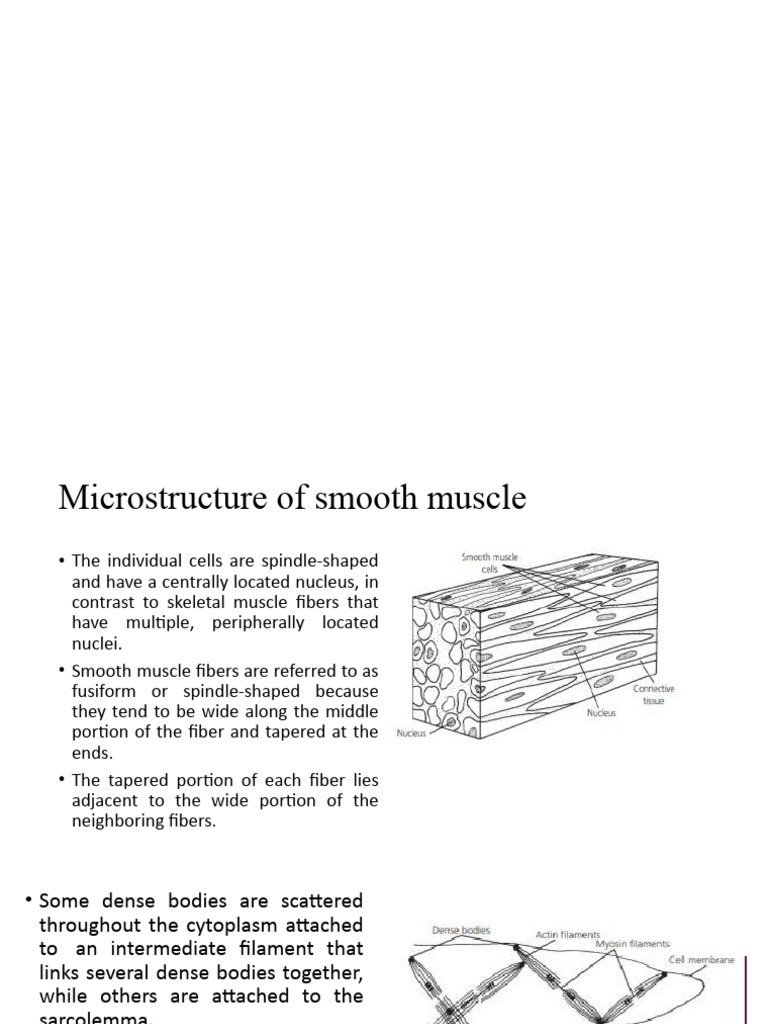 Smooth Muscle Microstructure and Function | PDF | Muscle Contraction ...