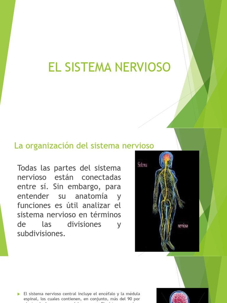 EL SISTEMA NERVIOSO | PDF | Sistema nervioso | Cerebro