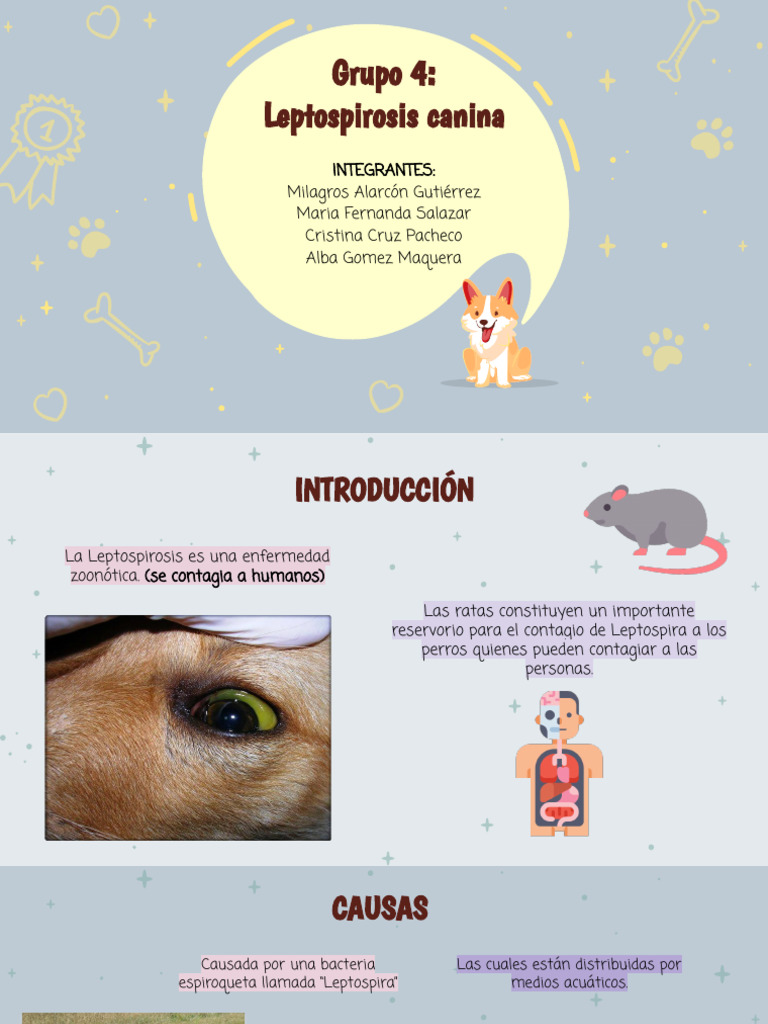 Leptospirosis Canina: Síntomas y Contagio | PDF | Salud y bienestar