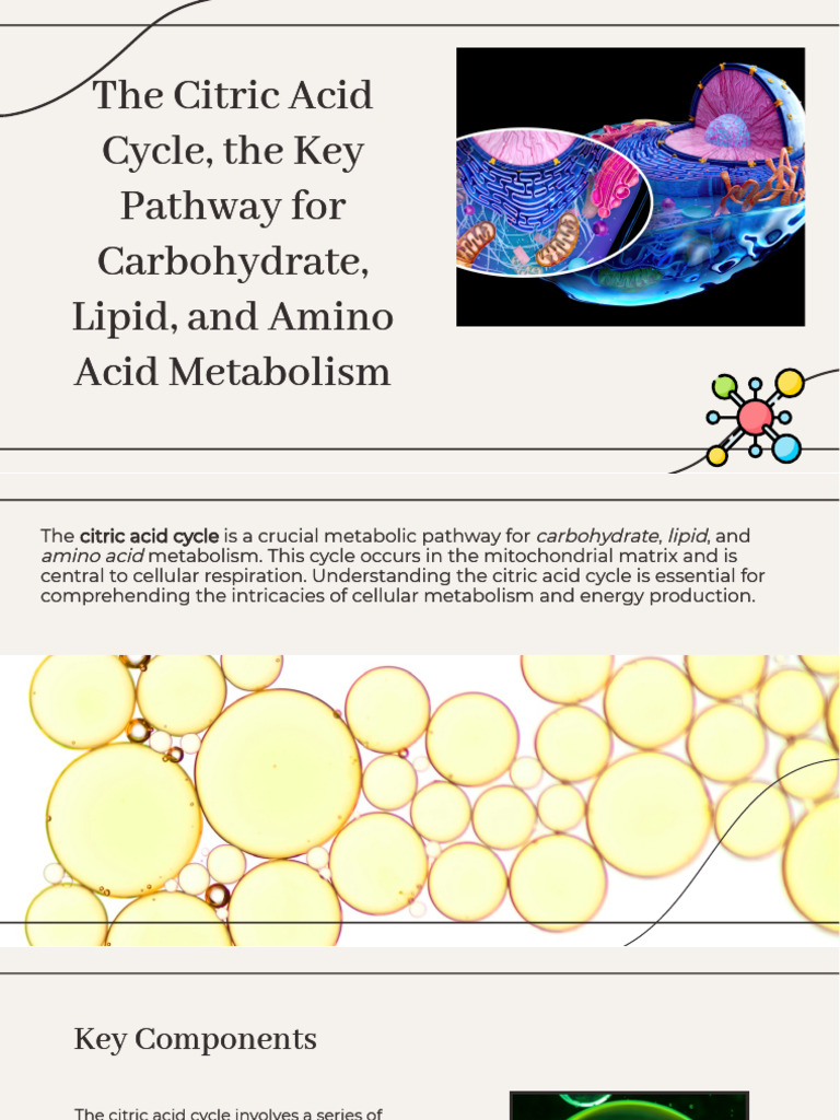 Citric Acid Cycle: Metabolic Hub | PDF | Metabolic Pathway | Diet ...