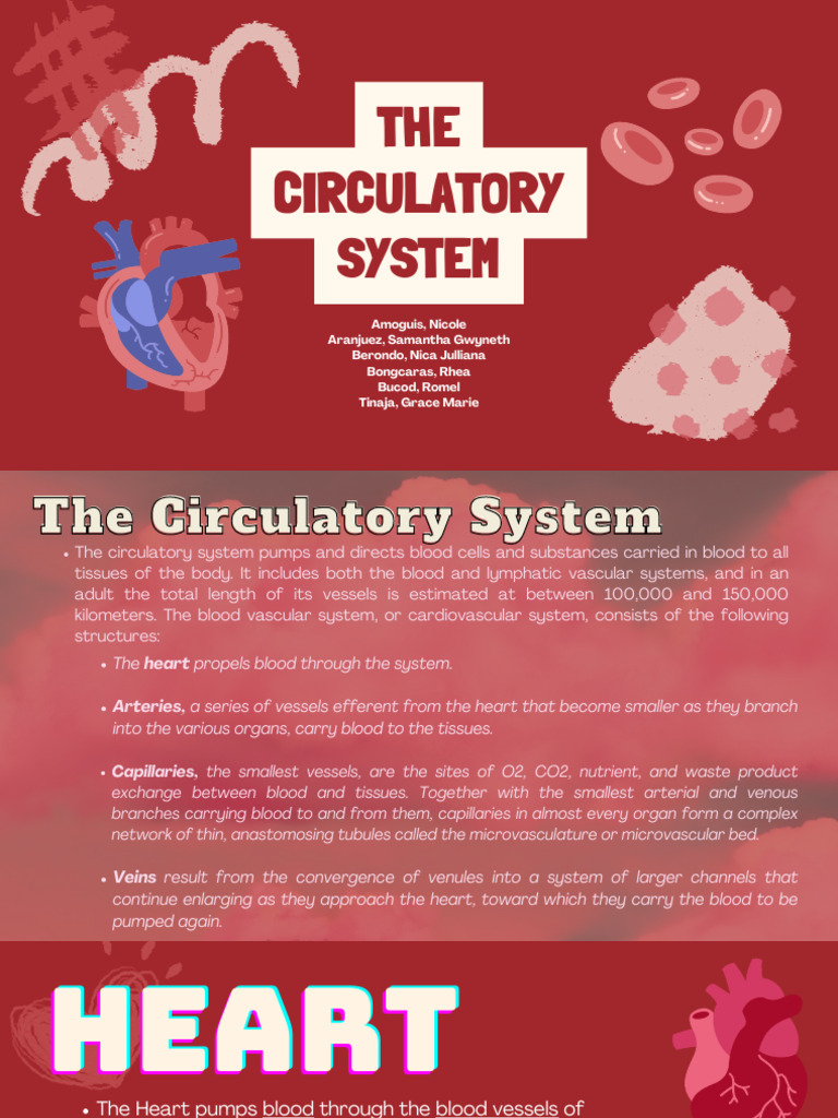 The Circulatory System | PDF | Artery | Lymphatic System