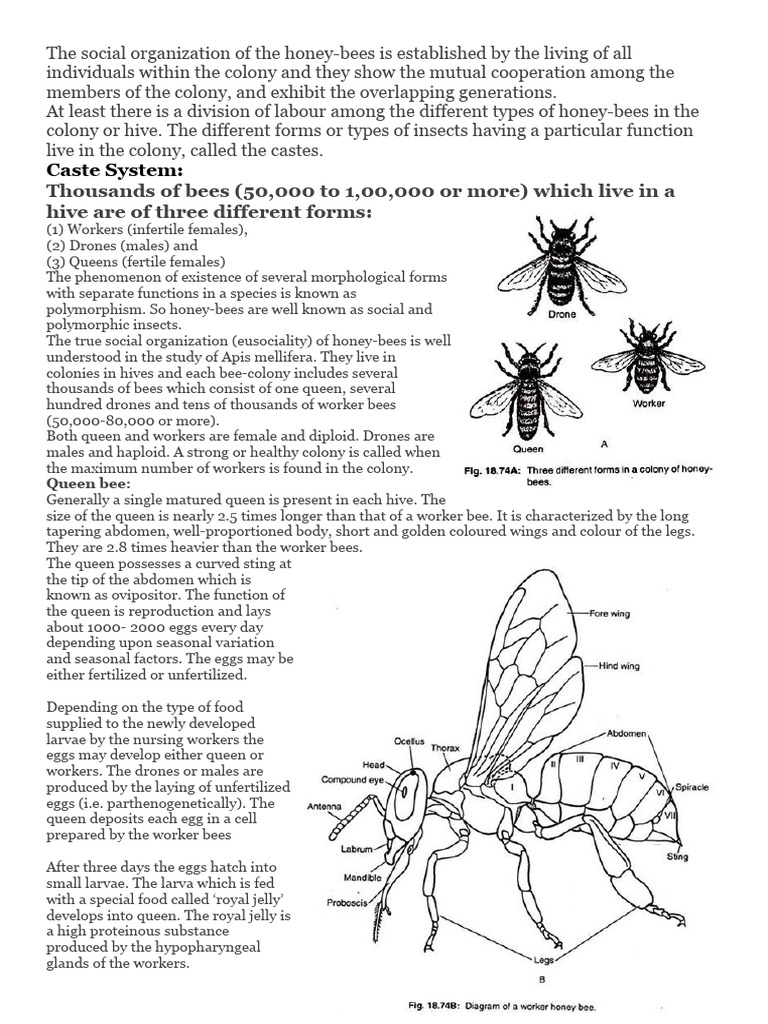 Social Orginzation in Honey Bees | PDF | Honey Bee | Beehive