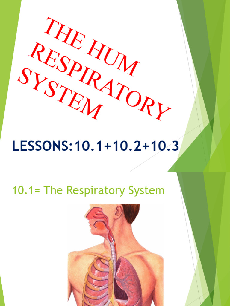The Respiratory System | Download Free PDF | Respiratory Tract ...