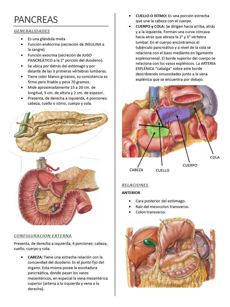 PANCREAS | PDF | Páncreas | Anatomia animal