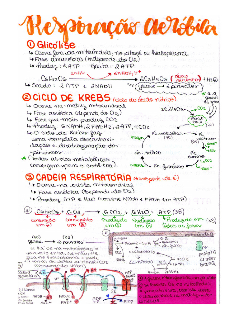 Respirac%CC%A7a%CC%83o Aero%CC%81bica.jpeg | PDF