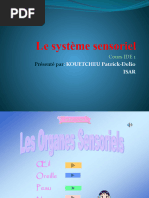 ANATOMIE DU CORPS GENICULE LATERAL 2022 | PDF | Système visuel | Vision