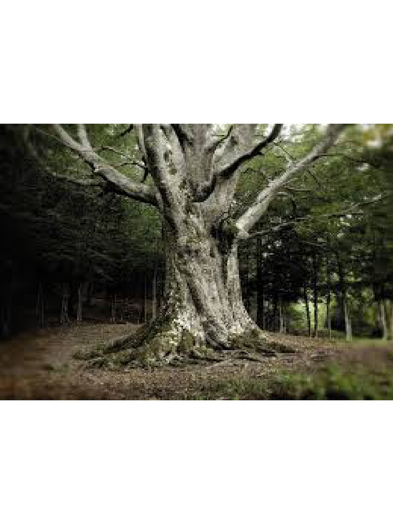 Albero | PDF