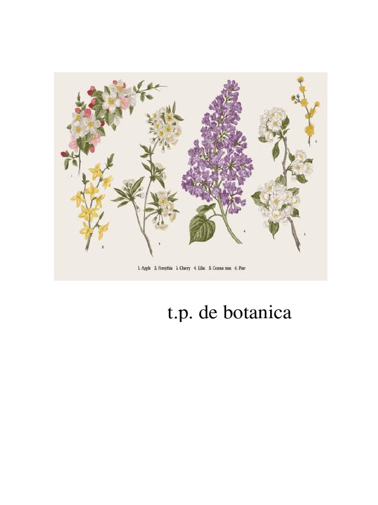 Trabajo Pract. de Botanica | PDF | Mitosis | Raíz