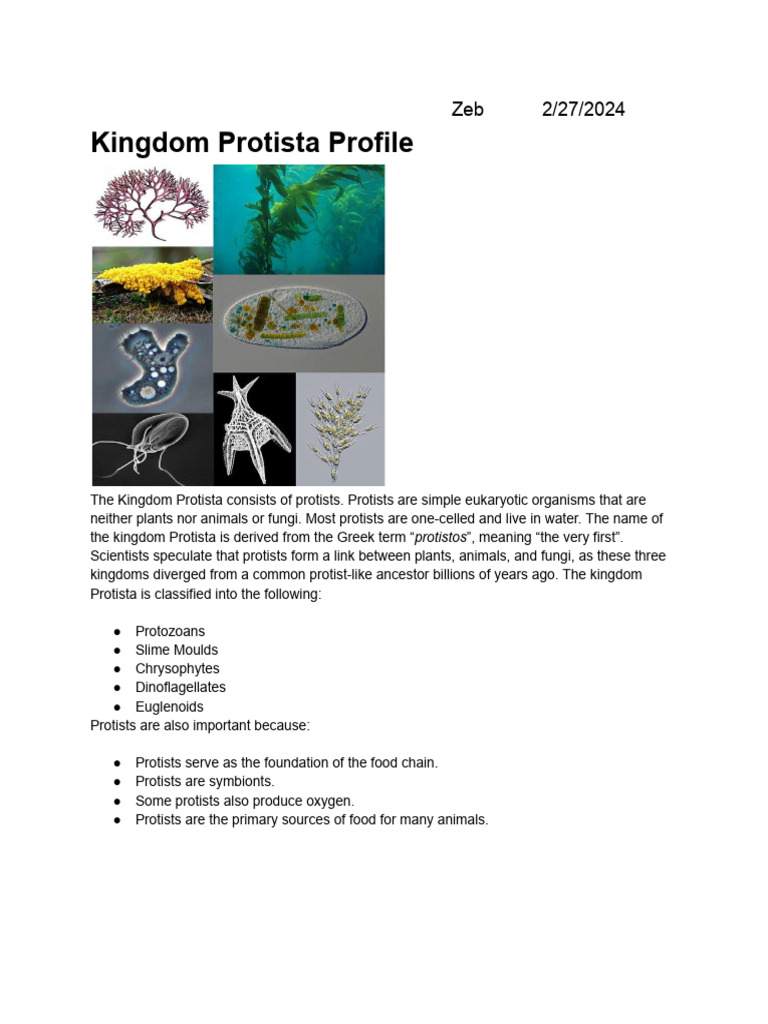 Kingdom Protista Overview and Classification | PDF | Protozoa | Organisms