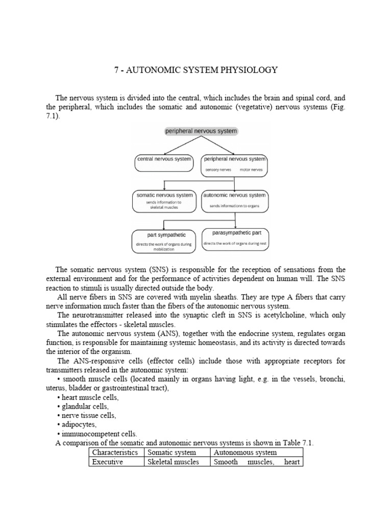 Autonomic Nervous System Overview | PDF | Acetylcholine | Nervous System