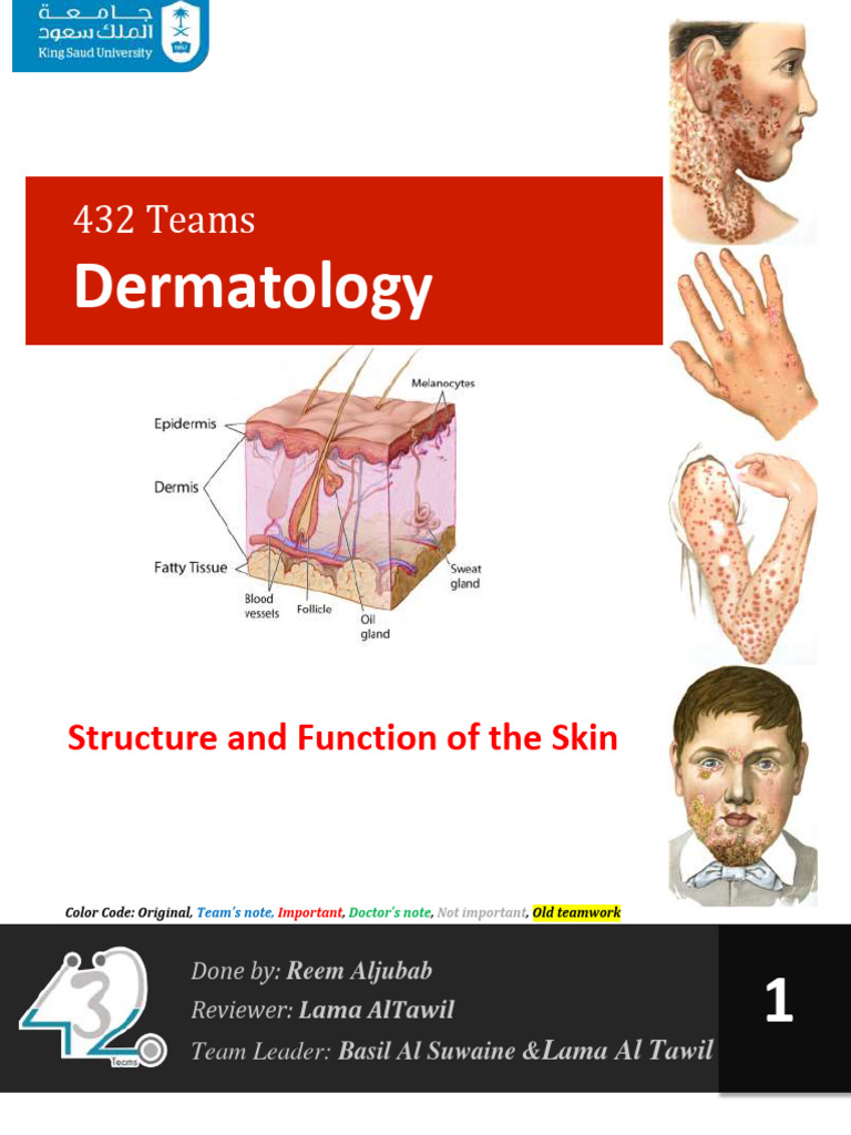1 - Anatomy of The Skin | Download Free PDF | Epidermis | Skin