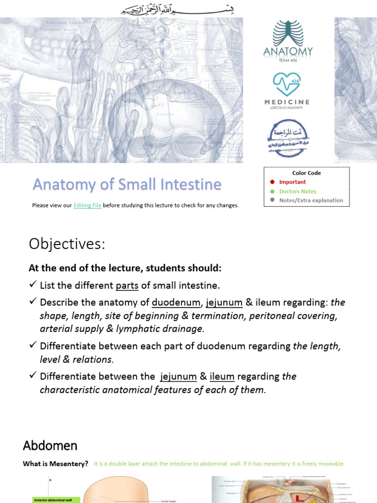 Anatomy of the Small Intestine Overview | PDF | Small Intestine | Angiology