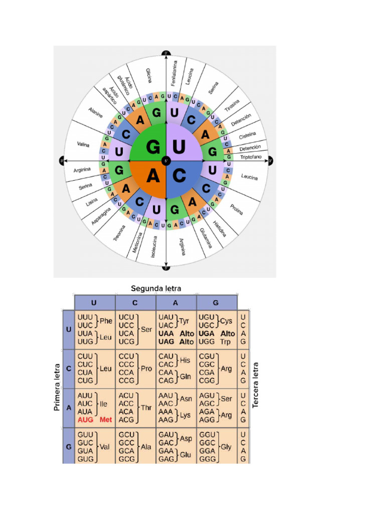 Codigo Genetico | PDF