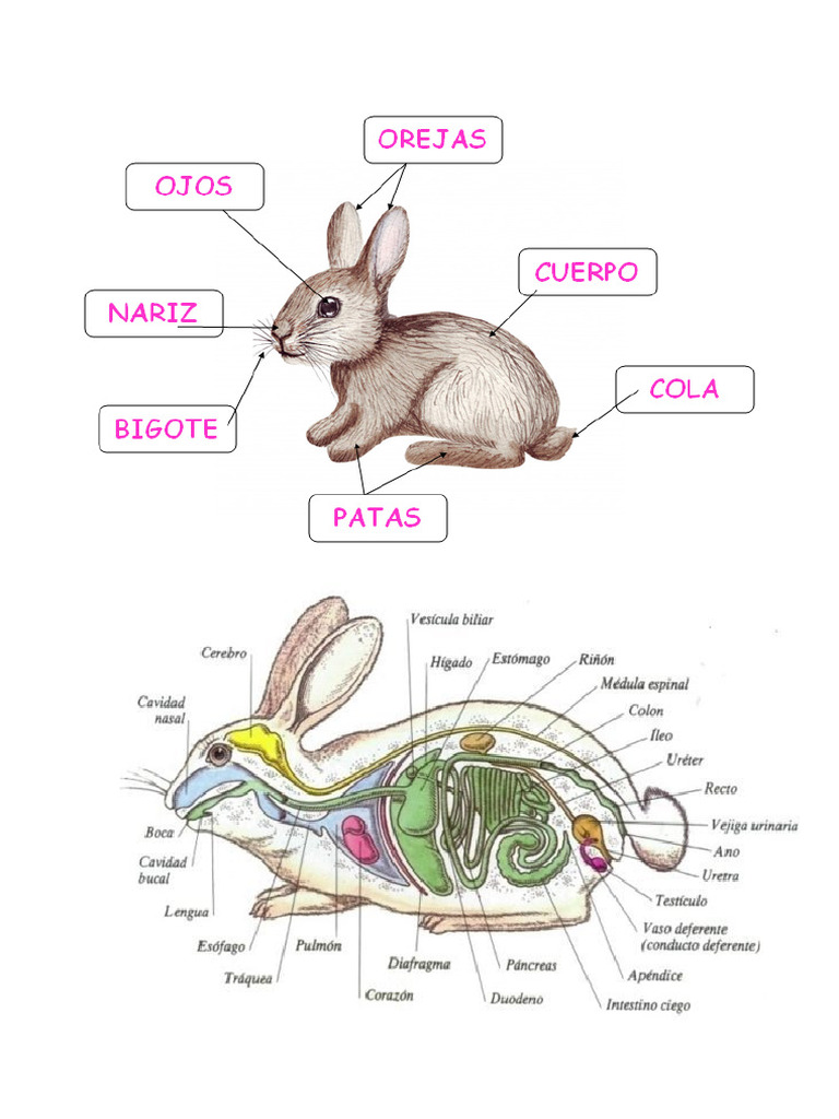 Aprtes Del Conejo | PDF