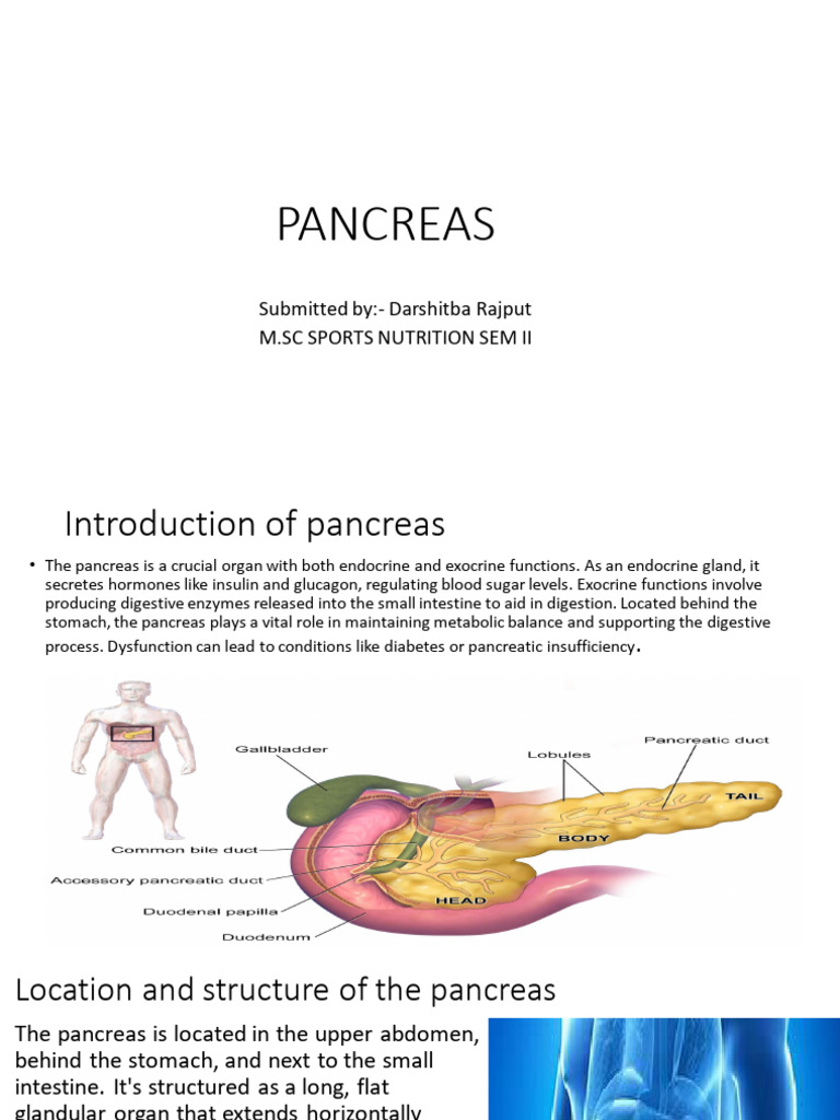 Pancreas 1 | PDF | Pancreas | Insulin