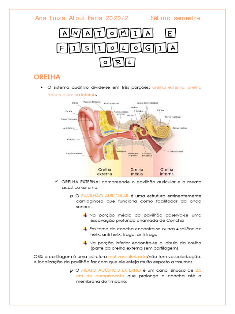 Anatomia da Orelha: Estruturas e Funções | PDF | Orelha | Audição