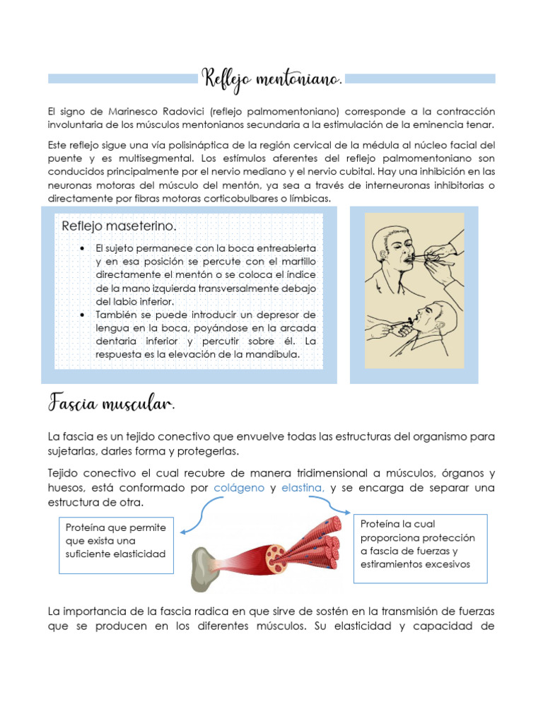 Reflejo mentoniano | PDF | Anatomía | Anatomía humana