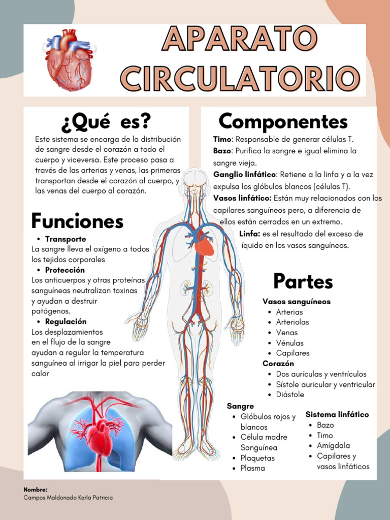 Modern Meet the SLP Handout for Parents | PDF | Sangre | Corazón