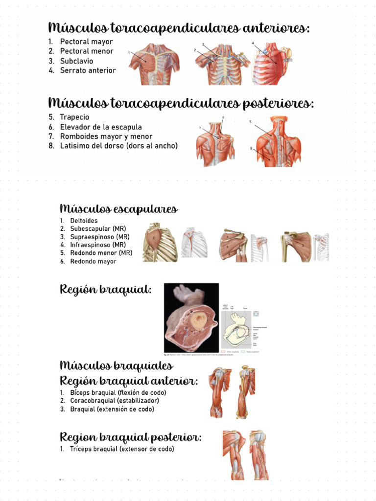 Control 2 Anatomia Aplicada Al Movimiento Humano Lab | PDF